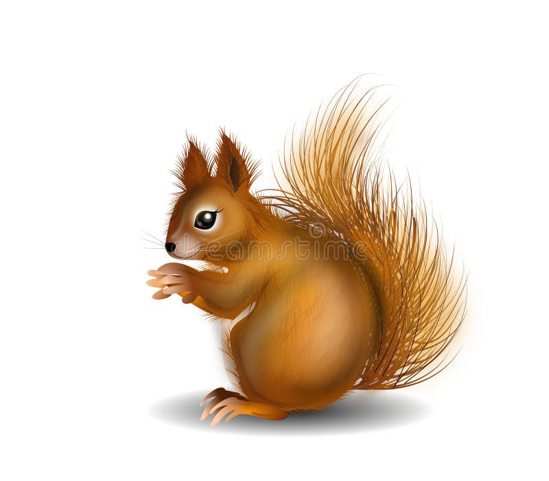 Illustration of squirrel stock illustration. Illustration of graphic ...