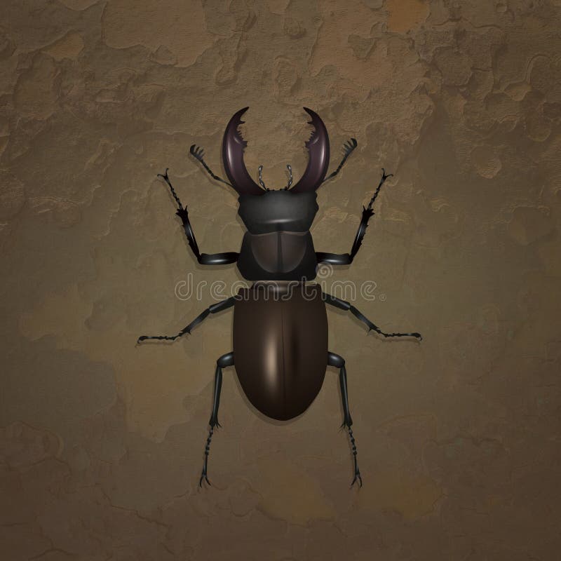 Illustration of Stag Beetle Stock Illustration - Illustration of jaws ...