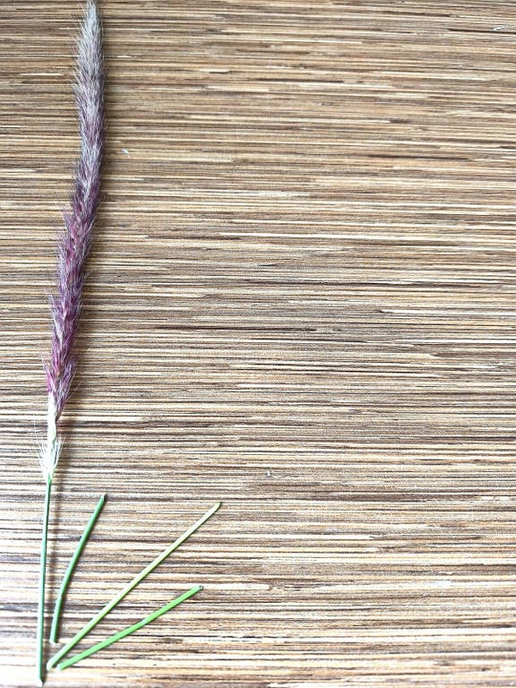 This is an Illustration of a Stalk of Grass on a Naturally Textured ...
