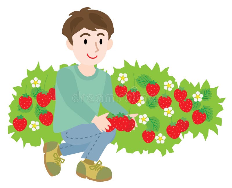 A Man Doing Strawberry Picking. Stock Vector - Illustration of cute ...