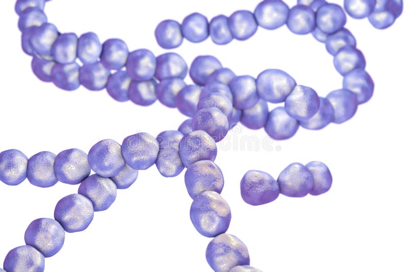 Illustration of Streptococcus Bacteria Stock Illustration ...