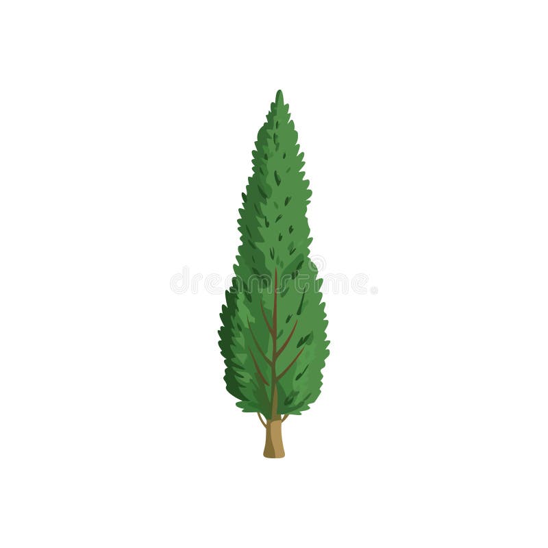 Illustration of a Stylized Italian Cypress Tree, Isolated on White ...