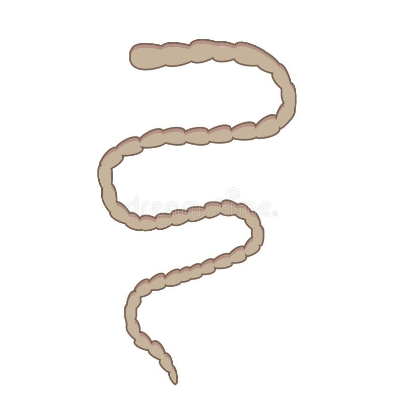 Stylized Tapeworm Stock Illustrations – 6 Stylized Tapeworm Stock ...