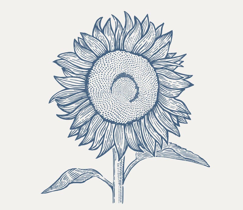 Illustration of a Sunflower in an Engraving Style Stock Vector ...