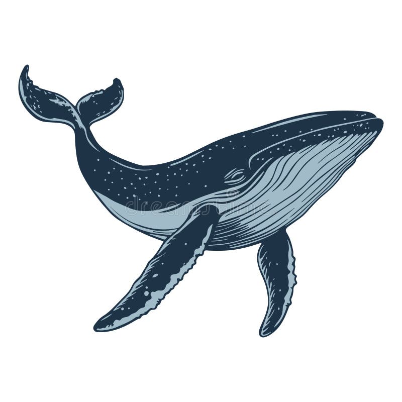 Illustration of a Swimming Whale. Stock Vector - Illustration of ...