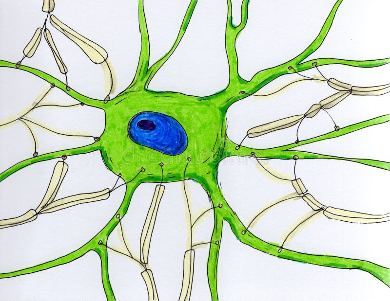 Synaptic Endings on a Neuron, Illustration Stock Photo - Image of ...
