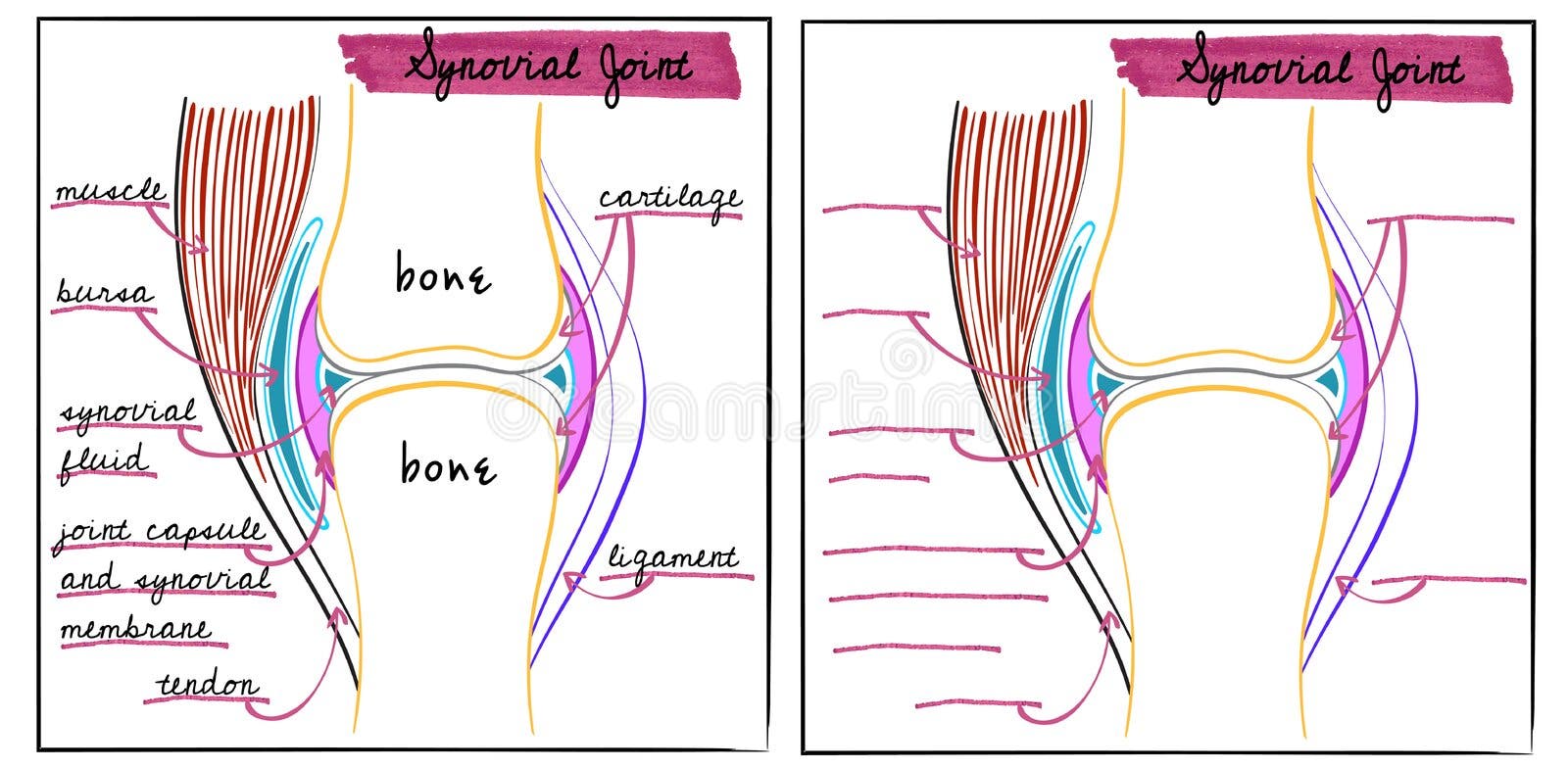 Synovial Joint Diagram stock vector. Illustration of synovial - 39898464