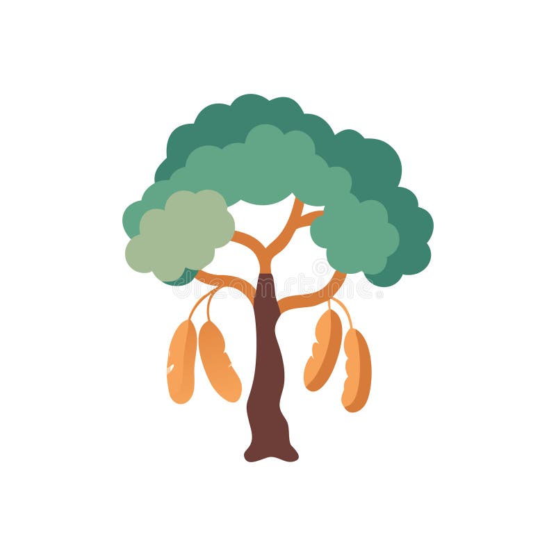 Illustration of a Tamarind Tree with Green Leaves and Brown Pods ...