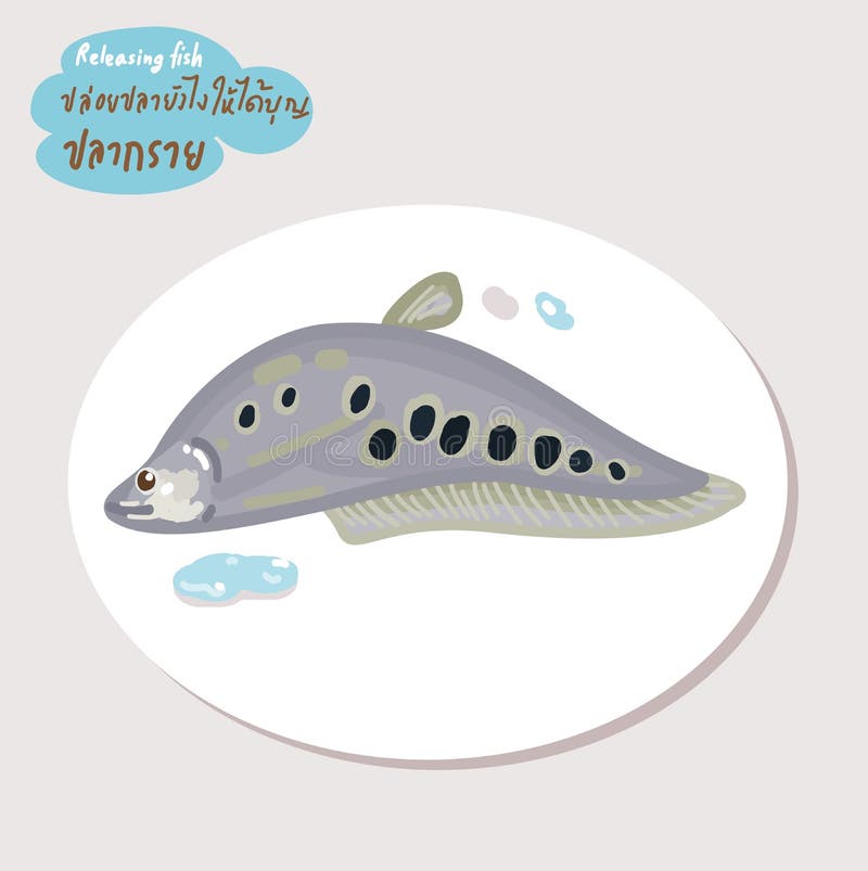 Illustration Thai Fish on Background. Stock Vector - Illustration of ...
