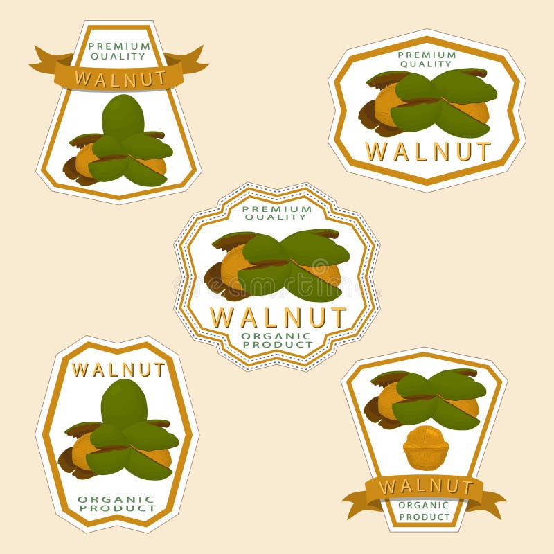 Illustration on Theme Big Set Different Types Walnut in Nutshell Stock ... Illustration on Theme Big Set Different Types Walnut in Nutshell Stock ...