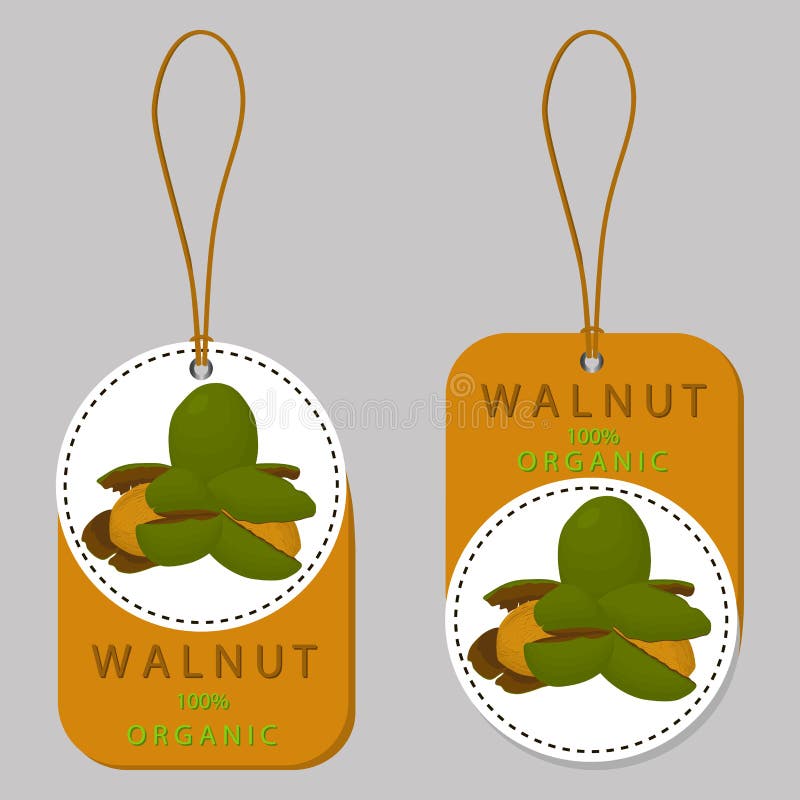 Illustration on Theme Big Set Different Types Walnut in Nutshell Stock ... Illustration on Theme Big Set Different Types Walnut in Nutshell Stock ...