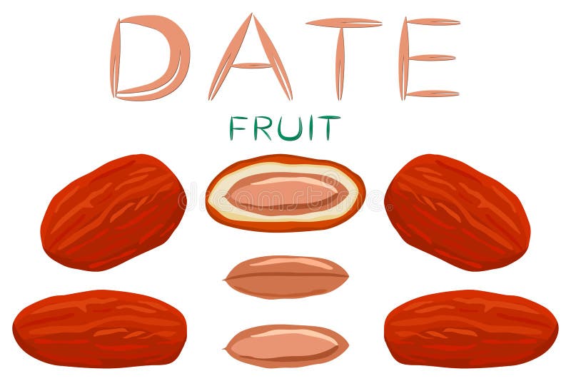Illustration on Theme Different Types of Date Fruit for Healthy Life ...