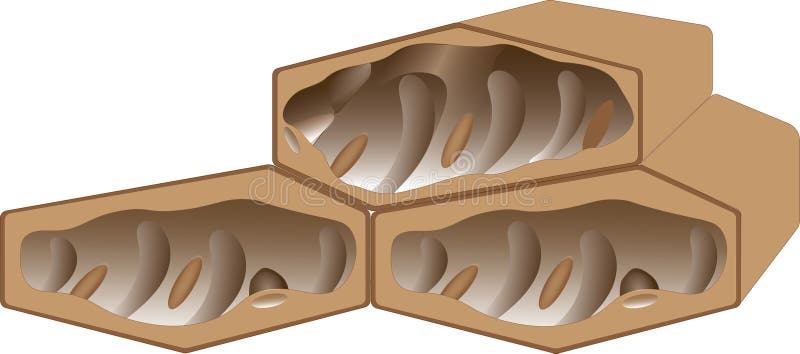 Stereogram of Plant Cells stock vector. Illustration of furniture ...