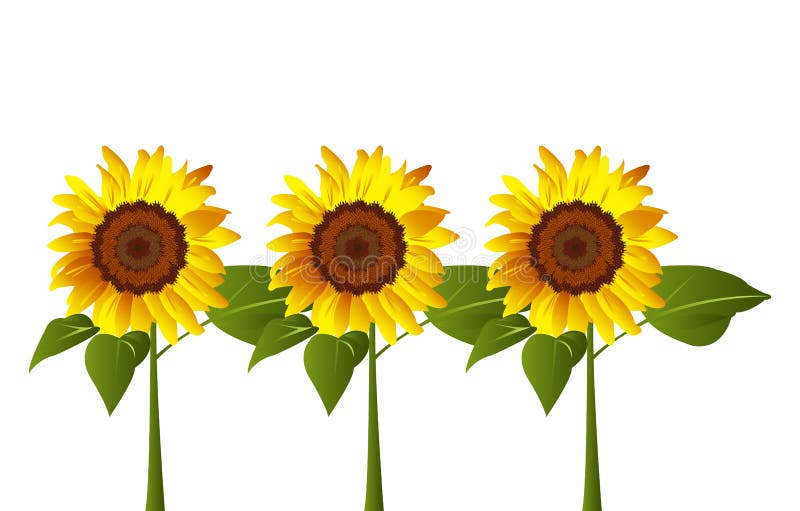 Three Sunflowers stock photo. Image of natural, round - 30020878