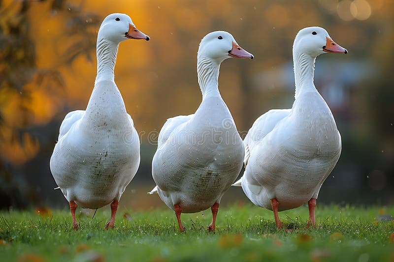 Three White Ducks Standing on the Grass, with Their Heads Held High and ...