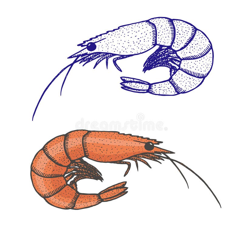 Crevette Illustration De Croquis De Dessin D'ensemble Illustration ...