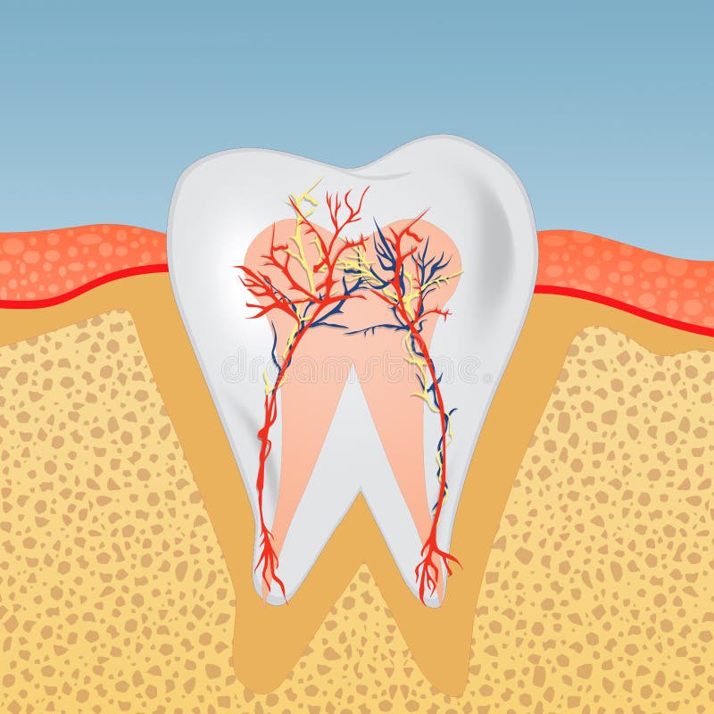 Illustration of tooth stock illustration. Illustration of enamel ...