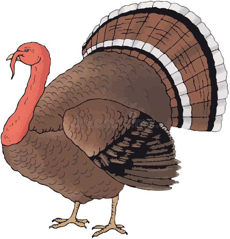 Illustration of a Turkey Isolated on a White Background Stock ...