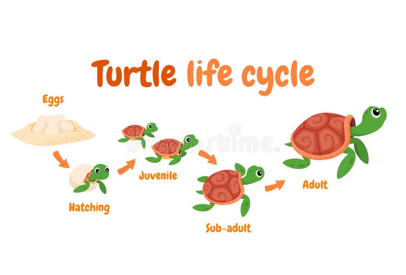Life Cycle Of A Turtle