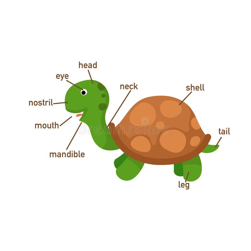 Illustration of Turtle Vocabulary Part of Body Stock Vector ...