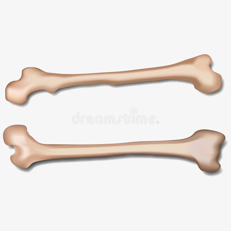 Illustration of two bones. stock vector. Illustration of closeup ...