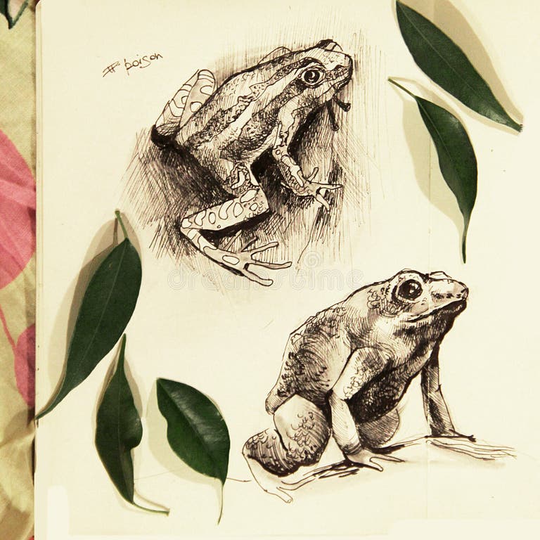 Illustration of Two Frogs Drawn in Pencil Stock Illustration ...