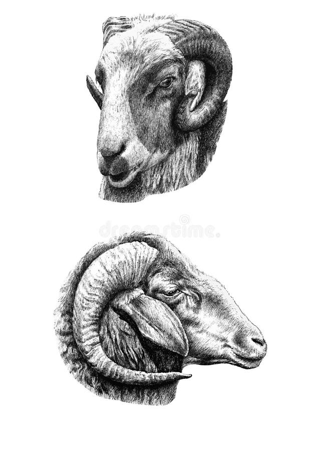 Illustration Two Heads Goat Stock Illustrations – 7 Illustration Two ...