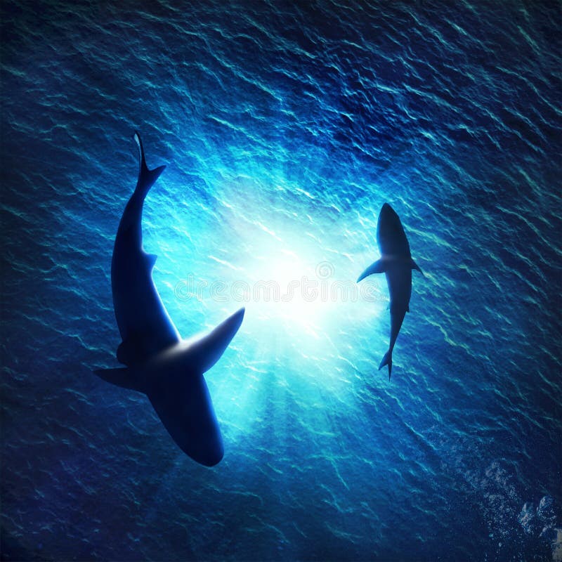 Of Two Sharks Forming a Circle Underwater Stock Photo - Image of ...
