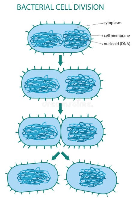 Bacteria cell-division stock vector. Illustration of microorganism ...