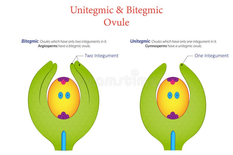 Unitegmic Stock Illustrations – 1 Unitegmic Stock Illustrations ...