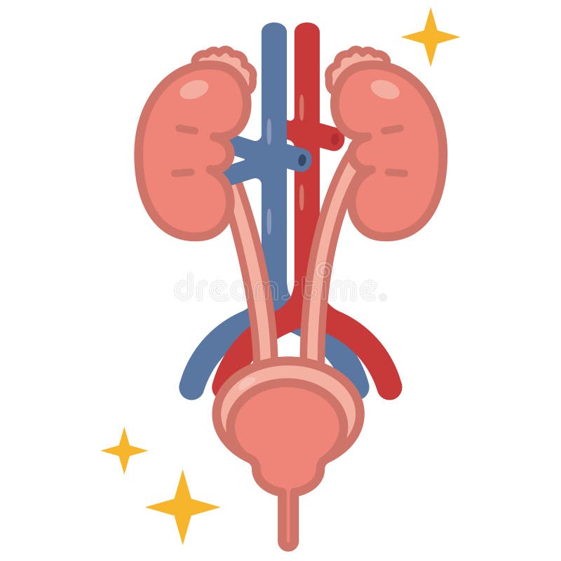 Illustration of urology stock vector. Illustration of system - 93975362