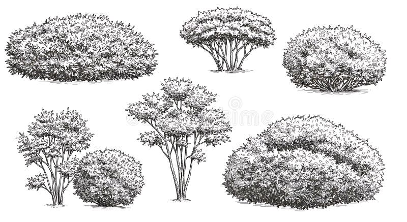 Types Trees Shrubs Stock Illustrations – 278 Types Trees Shrubs Stock ...