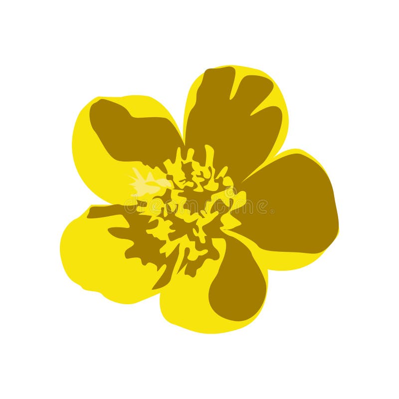 Illustration Vector Graphic of Buttercup Flower Stock Vector ...