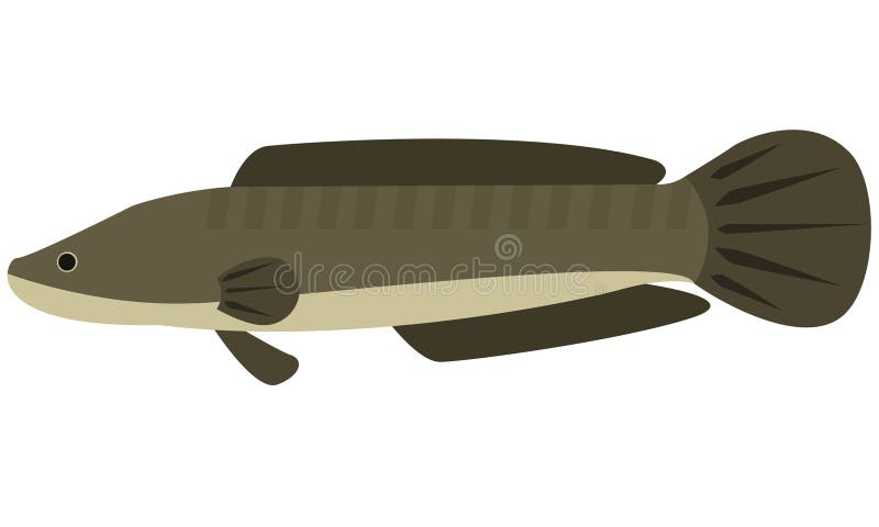 Illustration Vector Graphic of Snakehead Fish Channa Striata on ...