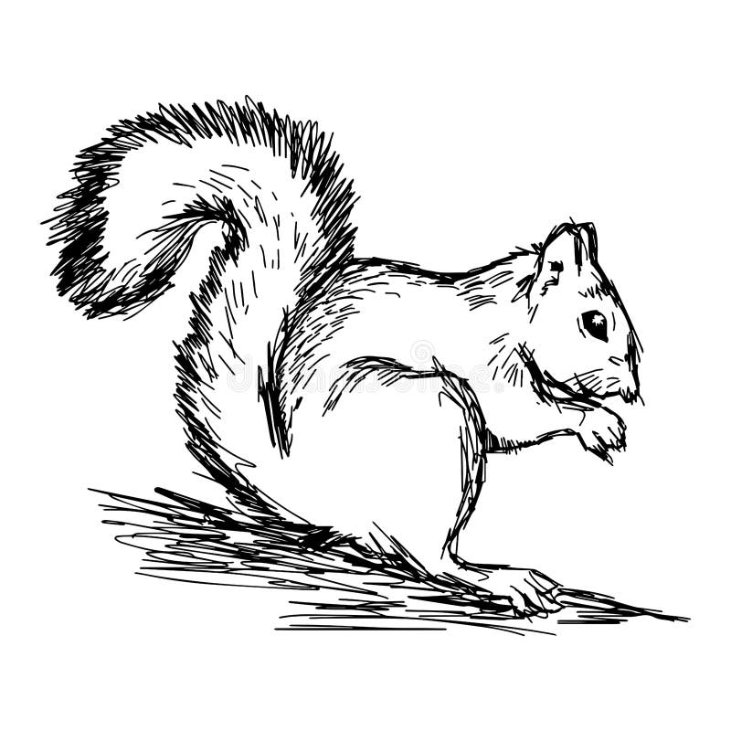 Squirrel Vector Illustration Line Drawing Stock Vector - Illustration ...