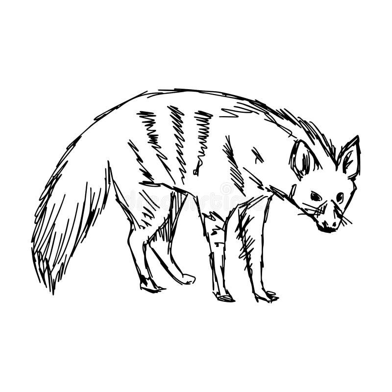 Vector Illustration Of Aardwolf Cartoon Stock Illustration ...