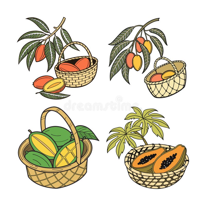 Mango Fruit with Branch and Basket Illustration Vector Stock Vector ...