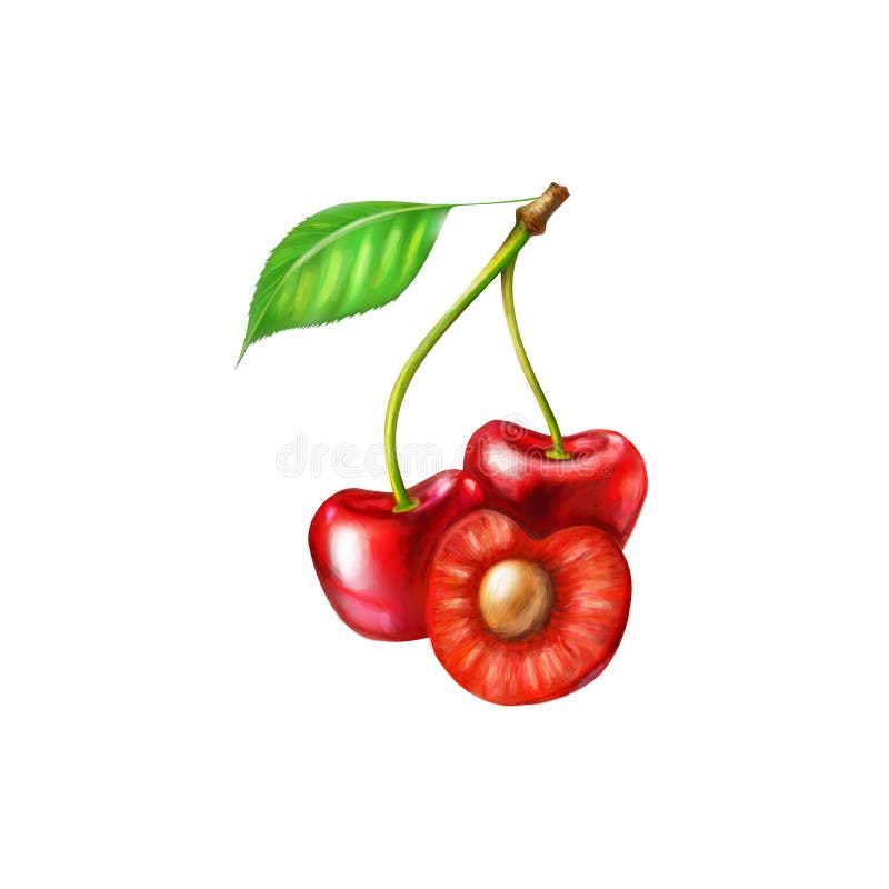 Illustration Vectorielle Cerise Conception Art Design Dessin D ...