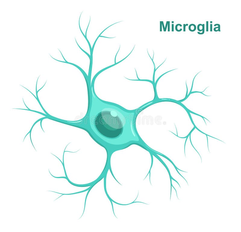 La Structure Du Microglia Neurone Cellule Nerveuse Infographie ...