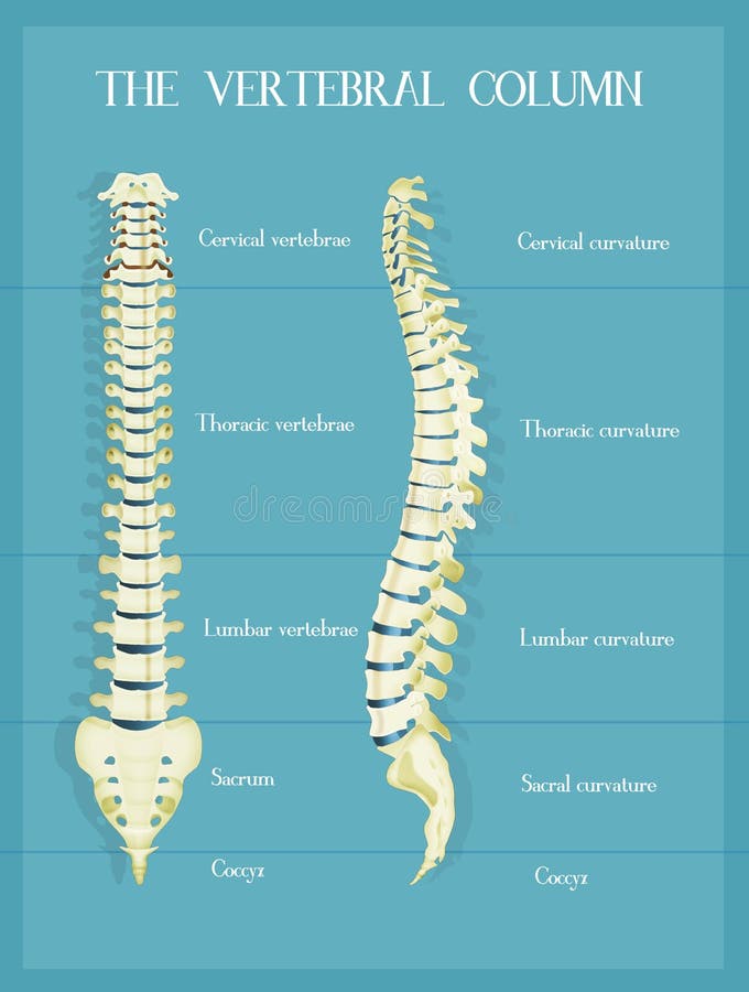 The vertebral colum stock illustration. Illustration of anatomy - 124788553