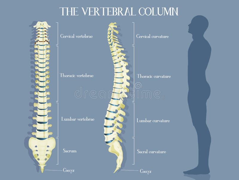 The vertebral colum stock illustration. Illustration of anatomy - 124788553