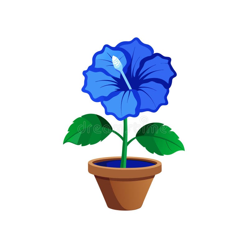 Blue Hibiscus Plant in Pot Illustration Stock Illustration ...