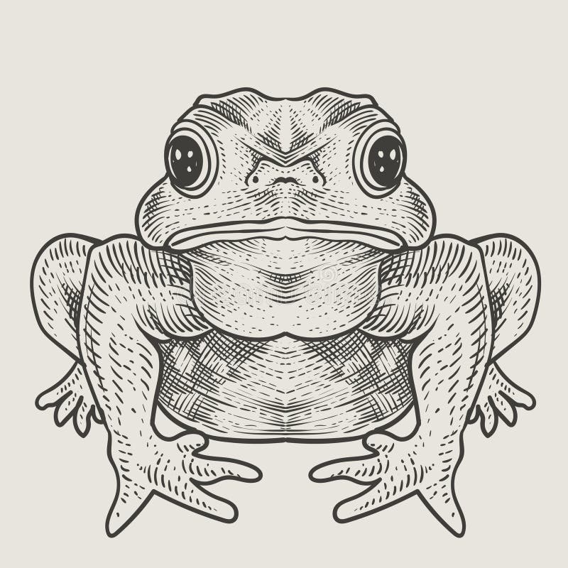 Illustration Vintage Frog Engraving Style Stock Vector - Illustration ...