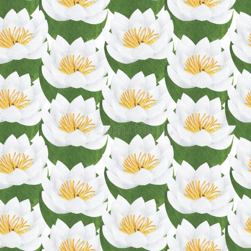 Watercolor Water Lily Flowers Seamless Pattern Stock Illustration ...