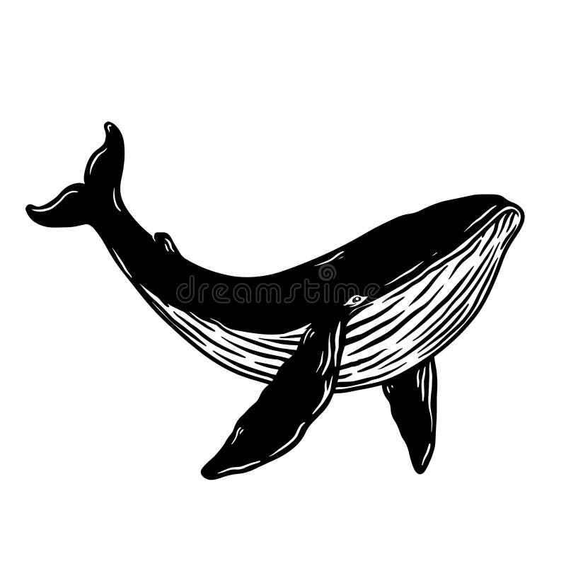 Illustration of Whale. Design Element for Poster, Card, Banner, Emblem ...