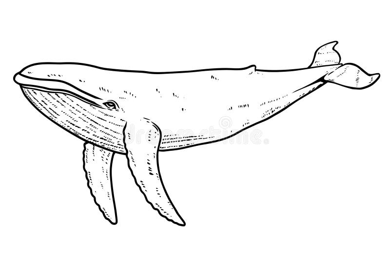 Illustration of Whale. Design Element for Poster, Card, Banner, Emblem ...