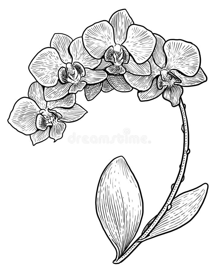 Orchid Flower Illustration Drawing Engraving Ink Line Art