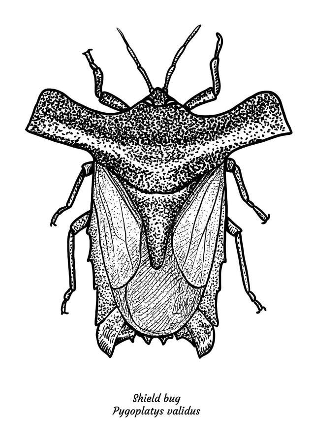 Shield Bug Illustration, Drawing, Engraving, Ink, Line Art, Vector ...