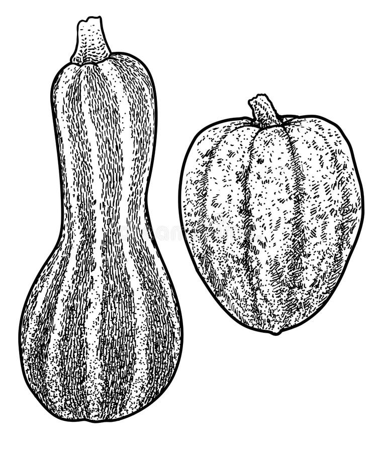 Squash Illustration, Drawing, Engraving, Ink, Line Art, Vector Stock ...