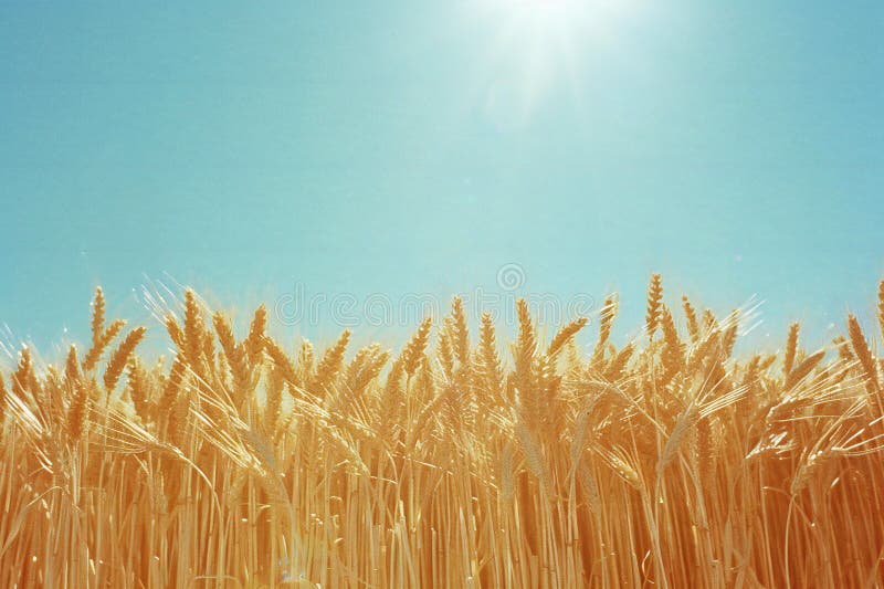 Illustration of Wheat Field in the Sun, High Quality, High Resolution ...